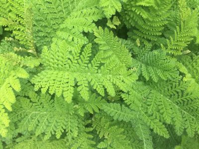 How to Grow and Care for Bearmat