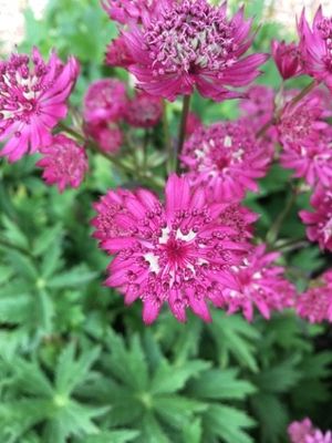 How to Grow and Care for Greater masterwort 'Ruby Wedding'