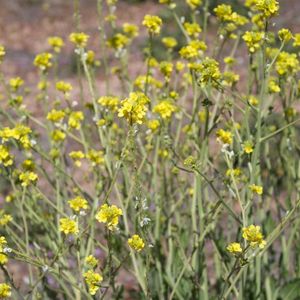 Shortpod mustard - Hirschfeldia incana (Taxonomy, Characteristics ...