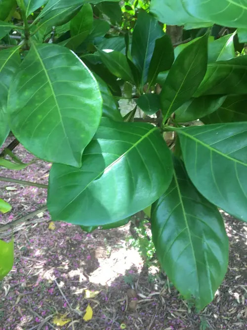 How to Plant and Grow Pigeon plum(Coccoloba diversifolia)