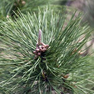 How to Grow and Care for Chinese red pine