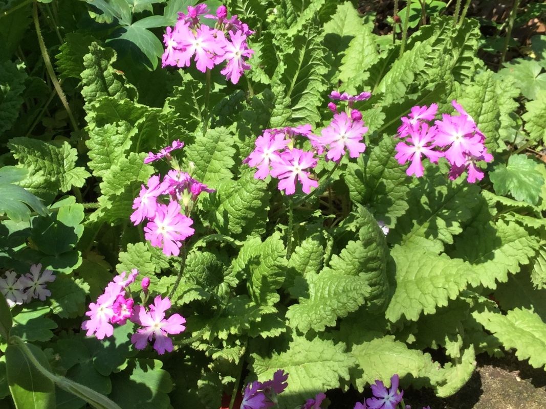 How to Solve Japanese primrose Problems?