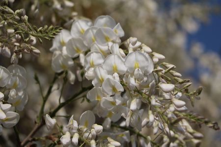Glicina 'Alba' (Wisteria sinensis 'Alba') - PictureThis