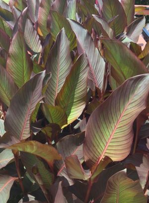 How to Grow and Care for Canna lily 'Musifolia'