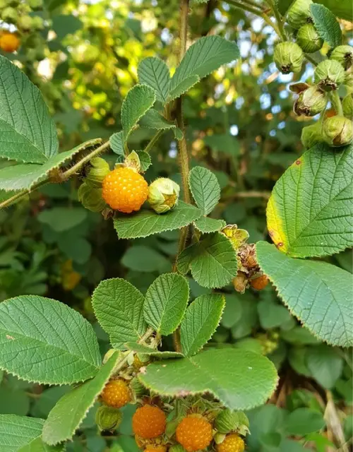 Yellow himalayan raspberry (Rubus ellipticus) Flower, Leaf, Care, Uses ...