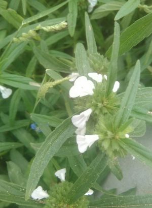 How to Grow and Care for Thumbai