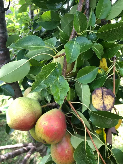 Pyrus communis 'Red Clapp's Favorite' - PictureThis