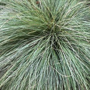 How to Grow and Care for Deergrass