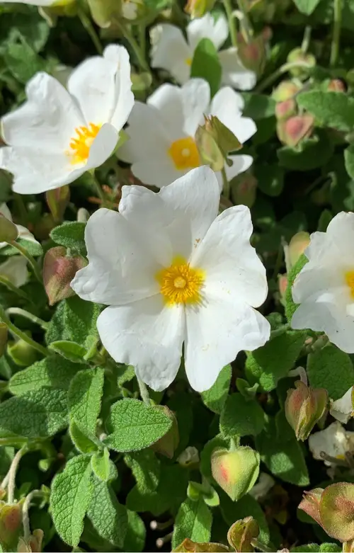 Cistus salviifolius 'Prostratus' - PictureThis