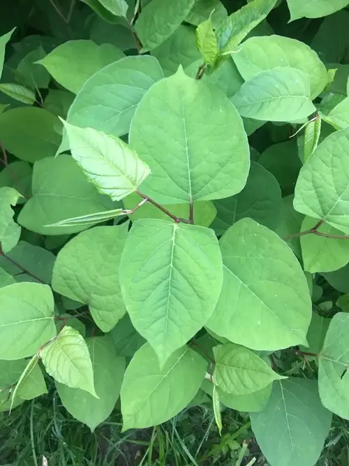 Fallopia multiflora - PictureThis