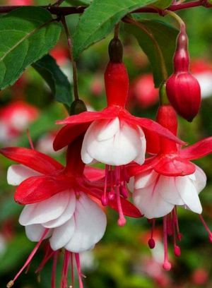 How to Grow and Care for hybrid fuchsia 'Snowcap'