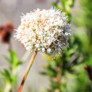 How to Propagate Seaside buckwheat