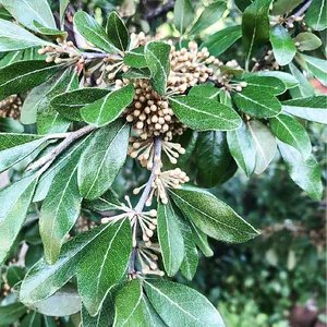 How to Transplant Gum bully? (Ideal time, Methods, and Post Care)