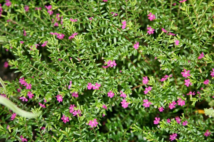How to Plant and Grow False heather(Cuphea hyssopifolia)