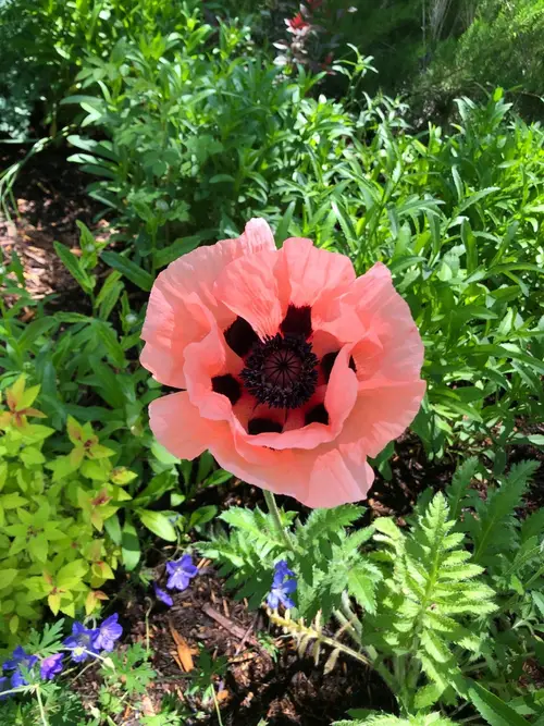 Papaver orientale 'Raspberry Queen' - PictureThis