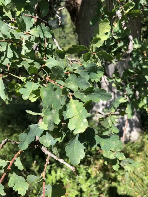 Quercus douglasii - PictureThis