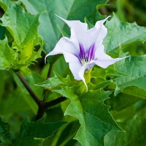 Estramonio - Datura stramonium (Taxonomía, Características, Flor ...