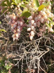 Where To Place Swamp doghobble In Feng Shui? (Characteristics ...