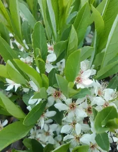 How to Prune Sand cherry
