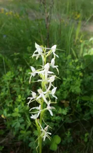 What is the Optimal Temperature for Lesser butterfly orchid? (Range ...