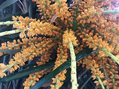 Formosa palm - Arenga engleri (Care, Characteristics, Distribution, Images)