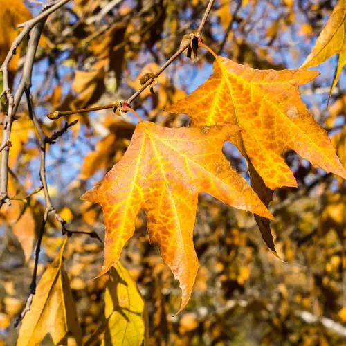 How to Plant and Grow California sycamore(Platanus racemosa)