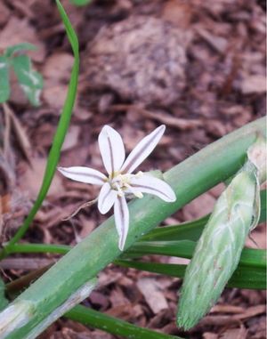 Dwarf garlic (Allium chamaemoly) - PictureThis