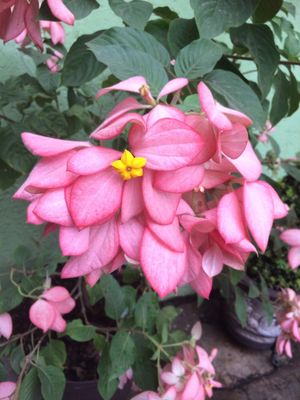 Philippine mussaenda - Mussaenda philippica (Care, Characteristics ...