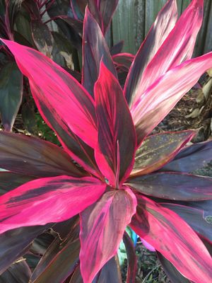 How to Grow and Care for Ti plant