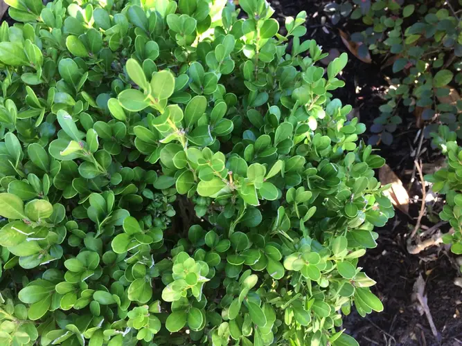 Boj japónico (Buxus microphylla) - PictureThis
