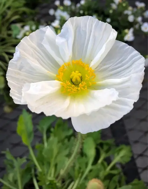 Amapola alpina (Papaver alpinum) - PictureThis