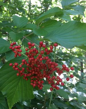 How to Grow and Care for Birch-leaf viburnum