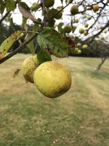 How to Prune European crab apple
