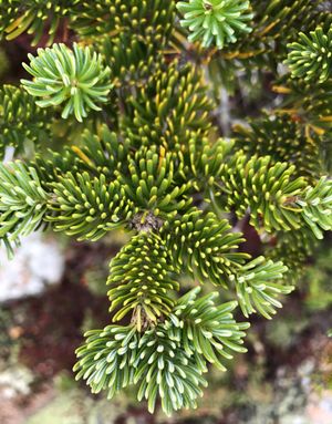 How to Grow and Care for Fraser's fir