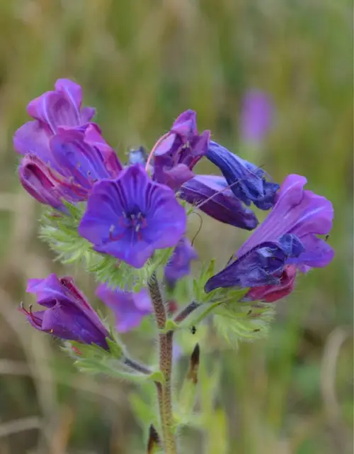 Flor roxa (Echium plantagineum) - PictureThis