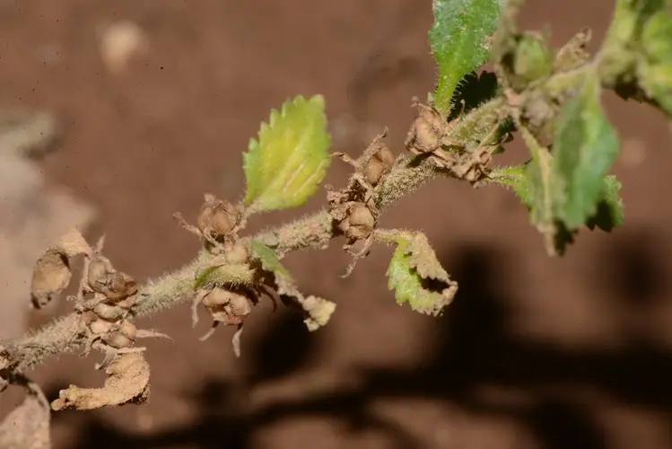 Stemodia verticillata - PictureThis