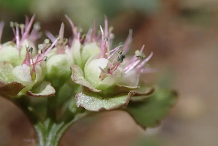 How to Plant and Grow Giant golden saxifrage(Chrysosplenium macrophyllum)