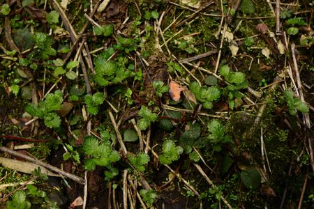Chrysosplenium davidianum - PictureThis