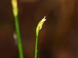 How to Transplant Trichophorum subcapitatum? (Ideal time, Methods, and ...