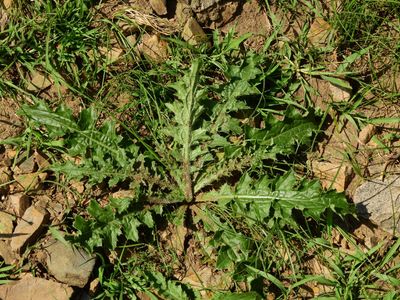 Ground thistle - Cirsium esculentum (Taxonomy, Characteristics ...