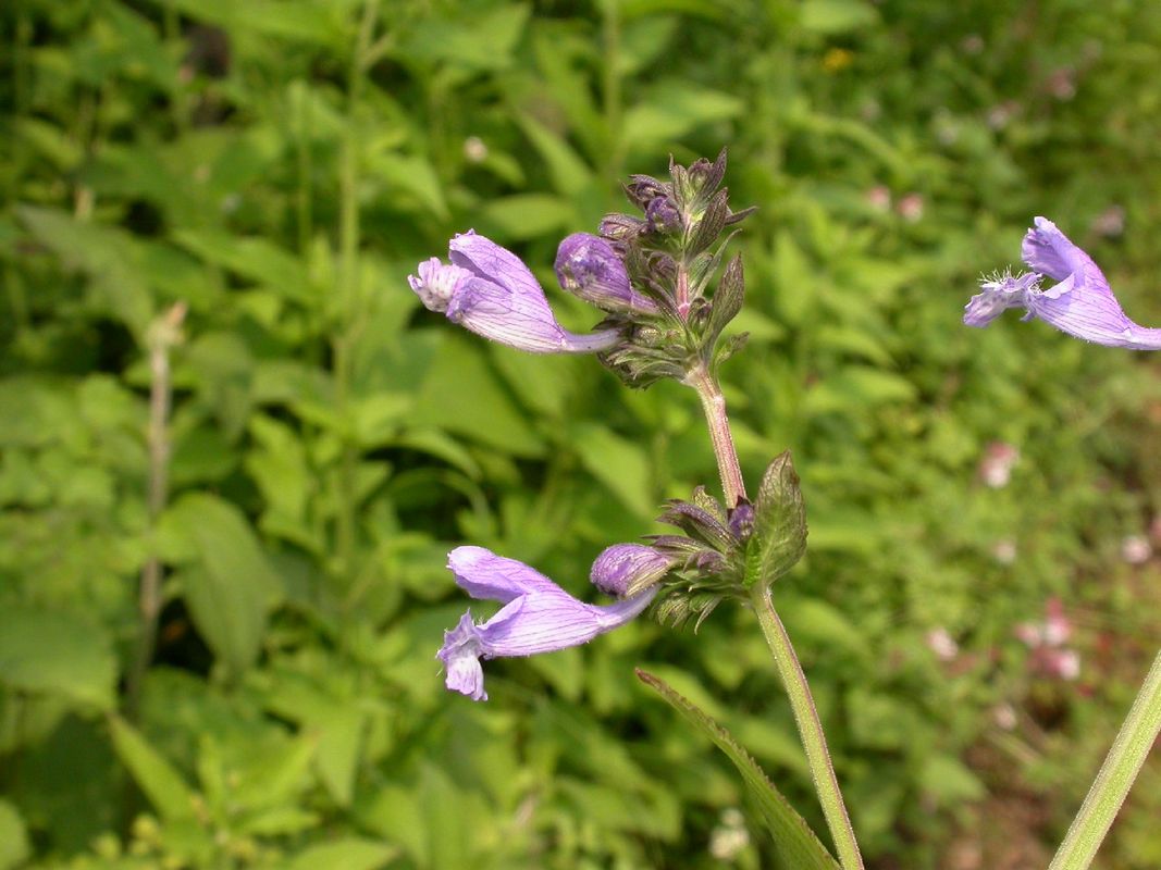 The Enchanting Japanese Dead Nettle: Symbolism and Cultural Significance