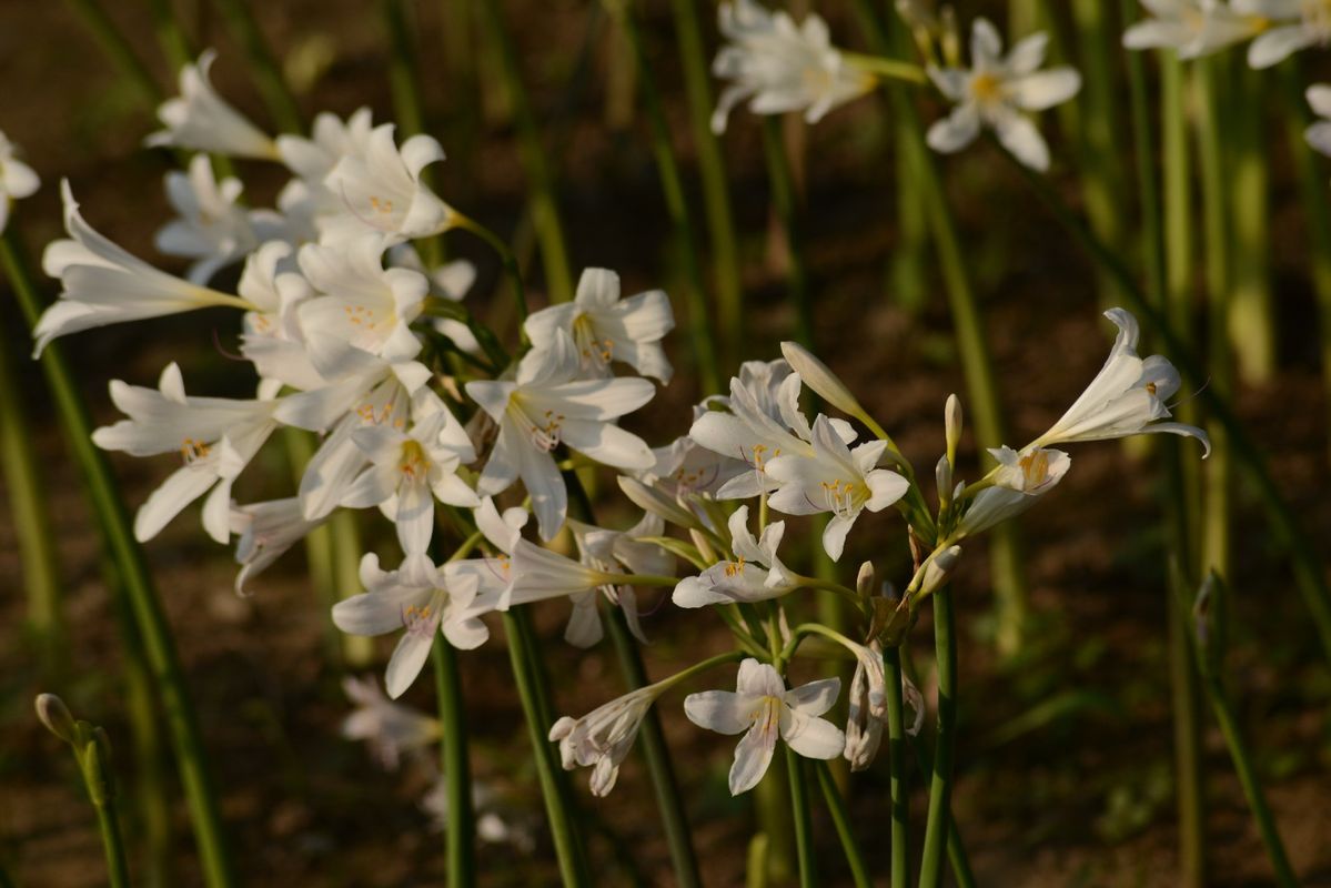 Es venenosa la Lycoris longituba