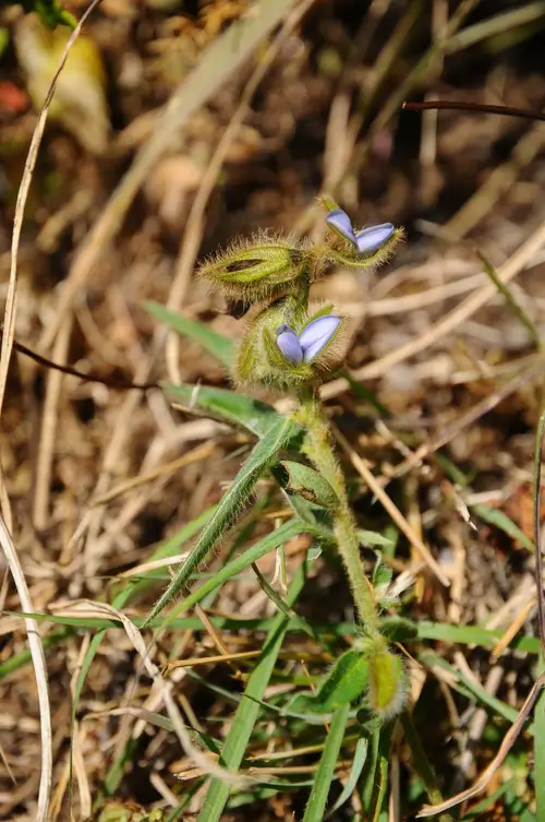 Silky-haired rattlepod (Crotalaria calycina) Flower, Leaf, Care, Uses ...