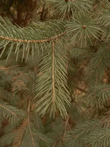 How to Propagate Morinda spruce