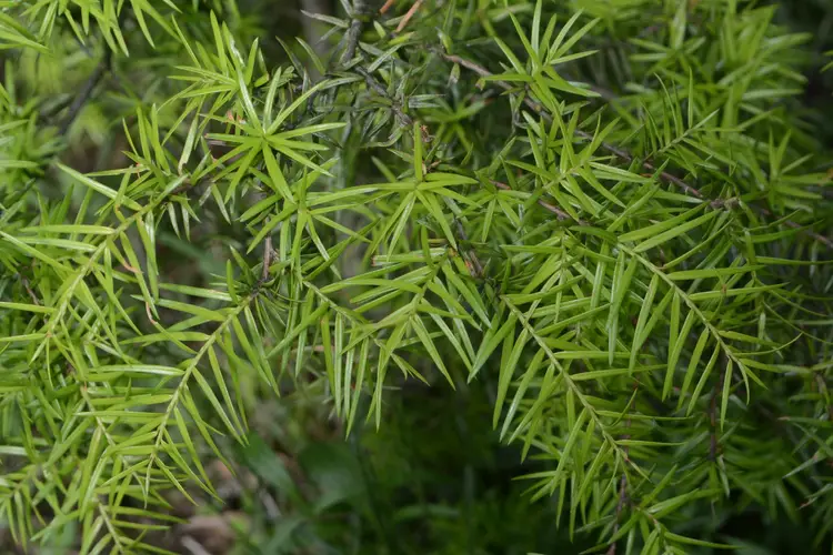 Bristlecone hemlock (Nothotsuga longibracteata) Flower, Leaf, Care ...