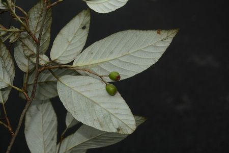 Sorbus folgneri - PictureThis