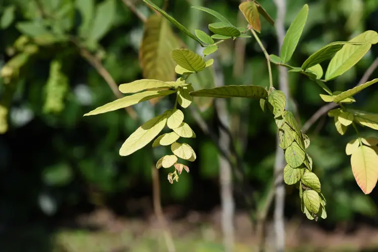 Phyllodium longipes Flower, Leaf, Care, Uses - PictureThis