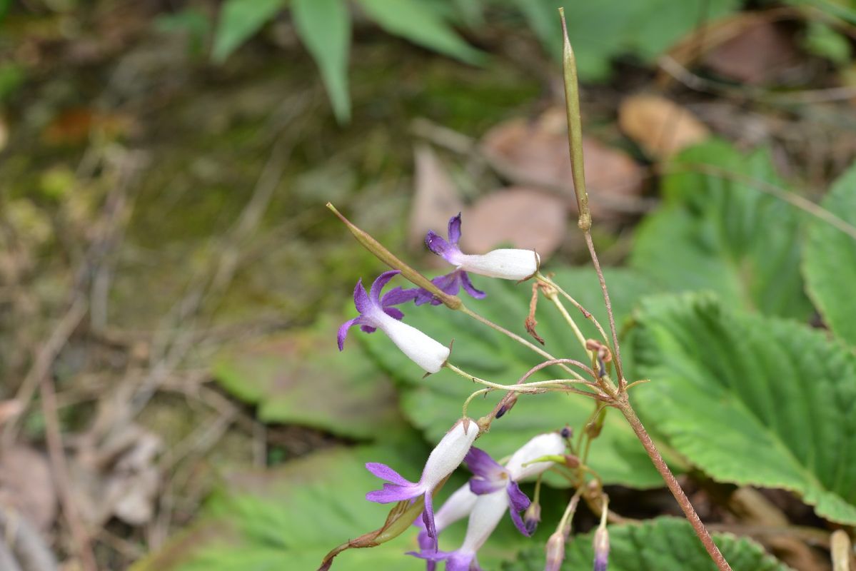 Exploring the Language and Meaning of the Unique Oreocharis Flower