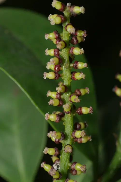 Antidesma bunius - PictureThis