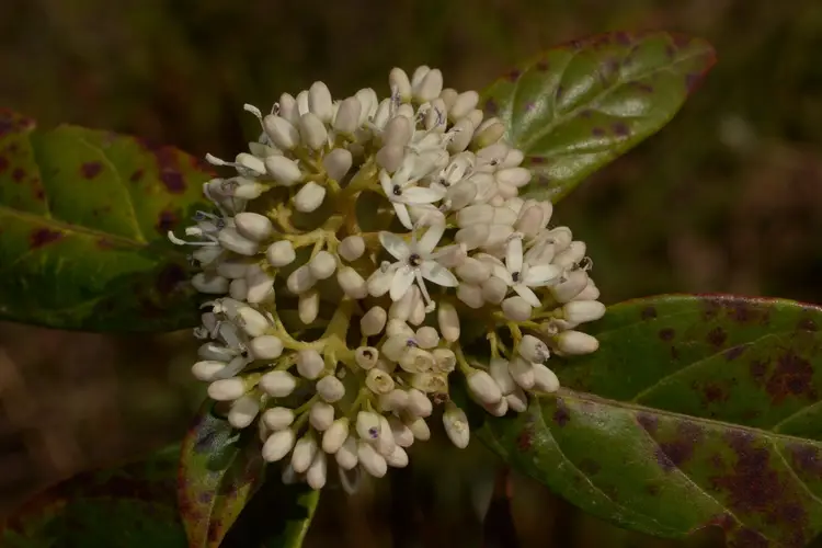 Cornus oblonga - PictureThis